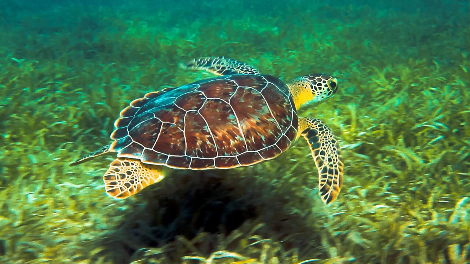 Culebra Snorkeling and Beach Tour - SALTours