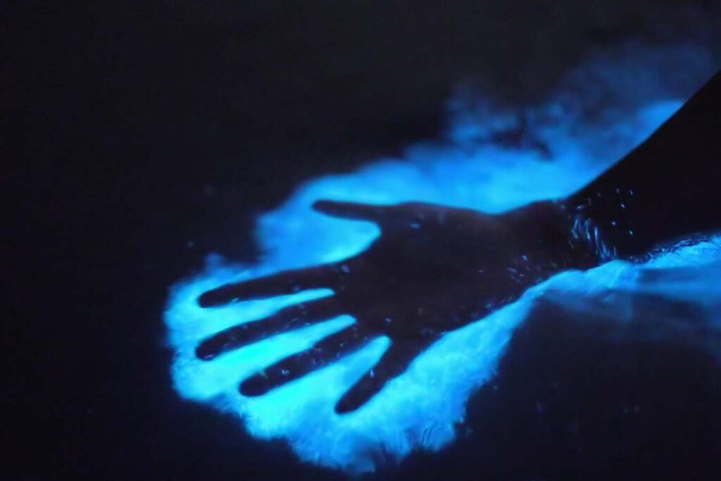 Bio Bay Kayaking Experience - SALTours